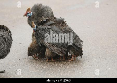 Keets rain cover Stock Photo - Alamy