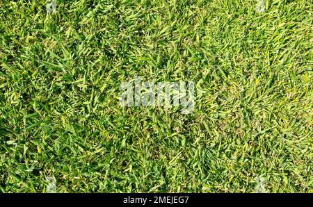 Green grass background Stock Photo - Alamy