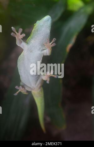 Tokay gecko, Gekko gecko, climbing glass, from below, close-up of foot ...