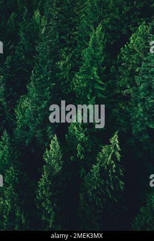 A vertical shot of evergreen spruces in the Bicaz Mountains in winter ...