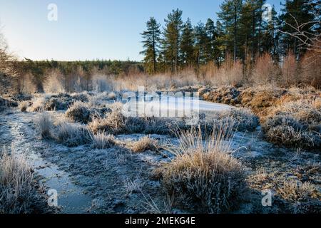Winter sunrise at the Cleddon Nature Reserve in the lower Wye Valley ...