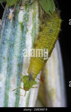 Larva of Hoverflies called flower flies or syrphid flies, make up the ...