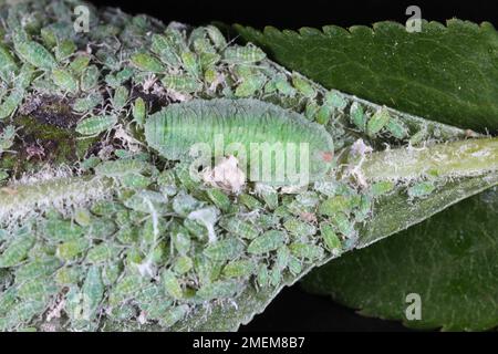 Larva of Hoverflies called flower flies or syrphid flies, of the insect ...