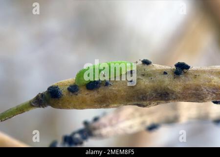 Larva of Hoverflies called flower flies or syrphid flies, of the insect ...