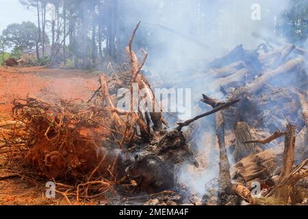 An uprooted forest is being burned in construction site for purpose of ...