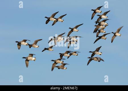 Pale-bellied Brent Geese (Branta bernicla hrota) over wintering ...