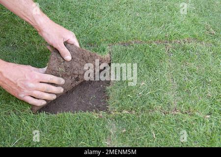 Person peeling back a flap of turf Stock Photo - Alamy