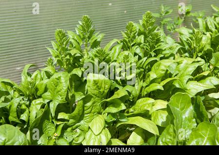 spinach, leaf crop, bolting, run to seed Stock Photo - Alamy
