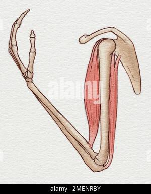 Arm with triceps and biceps highlighted Stock Photo - Alamy