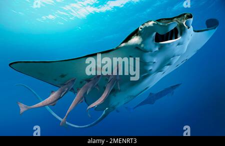 Manta ray, illustration Stock Photo - Alamy