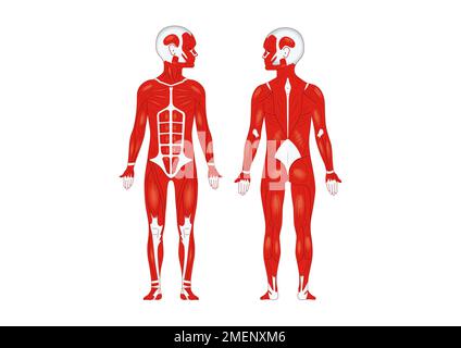 Muscles of the back, illustration Stock Photo - Alamy