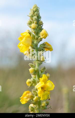 yellow mullein plant growing on garden wall Stock Photo - Alamy