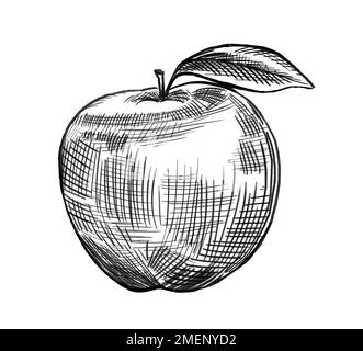 Apple Outline Drawing Stock Photo - Alamy