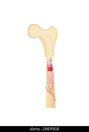 Cross section of bone Stock Photo - Alamy