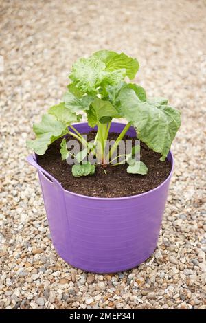 Young Rhubarb plant growing in the garden at sunset Stock Photo - Alamy