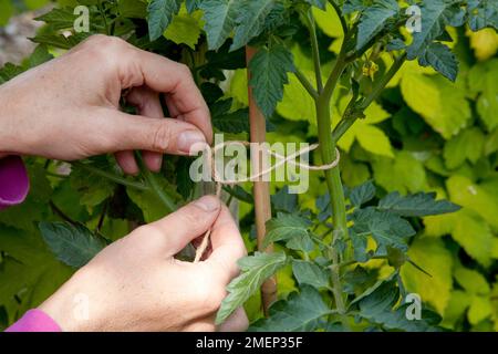 Tying tomato plant to a bamboo cane with garden twine Stock Photo - Alamy