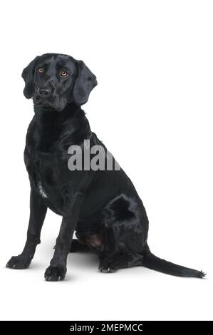 Labrador English Springer Cross Stock Photo - Alamy