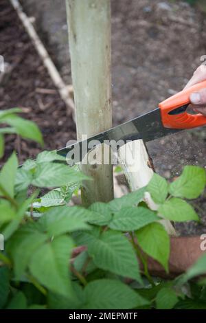 Using saw to fix wooden stake to post Stock Photo - Alamy