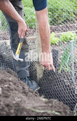 Wire mesh rabbit-proof fence surrounding vegetable plot on allotment ...