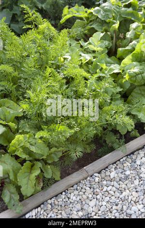 Close-up of Beetroot crops / Beta vulgaris, 'Red Ace' variety Stock ...