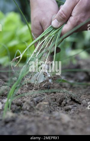 Onion, allium, trimming roots from seedlings Stock Photo - Alamy