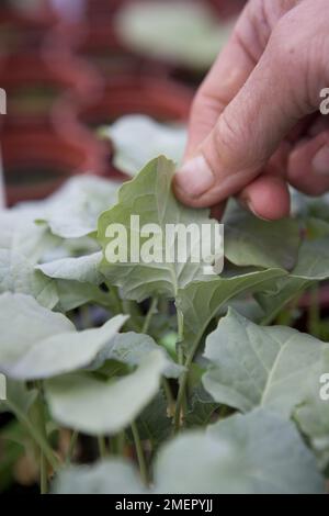 Cabbage, Brassica oleracea, Derby Day, young plants growing in tray ...