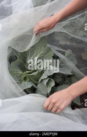 Covering garden crop with insect protection netting Stock Photo - Alamy