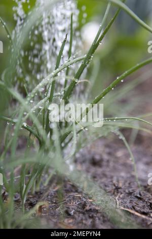 Spring onion 'White Lisbon' crop Stock Photo - Alamy