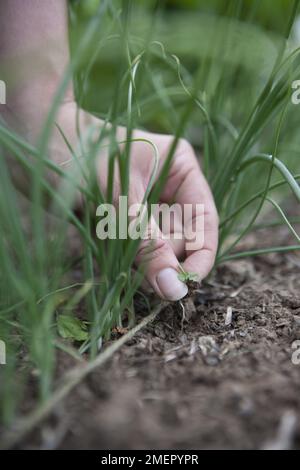 Spring onion 'White Lisbon' crop Stock Photo - Alamy