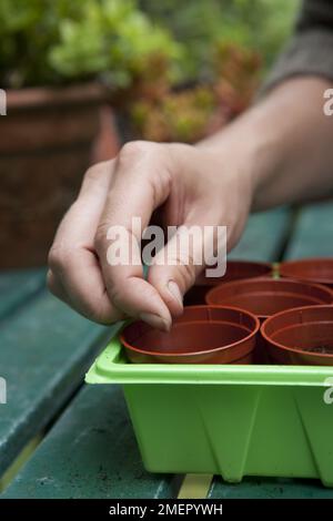 Calabrese, Summer Purple, brassica, purple sprouting broccoli, planting ...