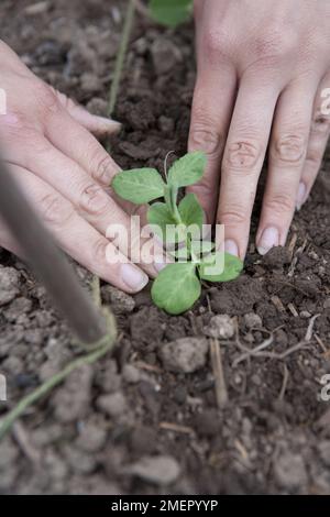 Pea, Oregon Sugar Pod, mange tout, Pisum sativum var. saccharatum ...