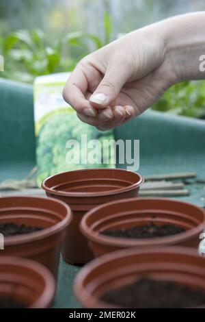 Sowing parsley seed in pots, close-up Stock Photo - Alamy