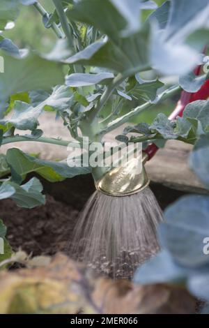 Calabrese, Summer Purple, brassica, purple sprouting broccoli, planting ...