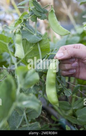 Pea, Oregon Sugar Pod, mange tout, Pisum sativum var. saccharatum ...