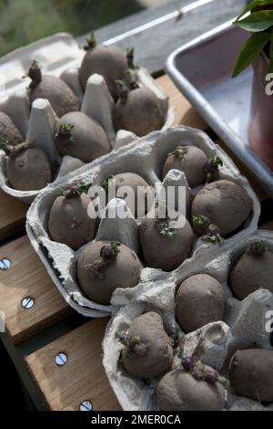 Potato, Melody, root crop, disease resistant seed potatoes chitting in ...