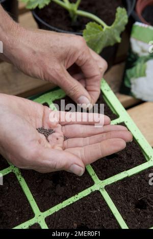 Seed tray module for sowing seeds isolated on white background ...