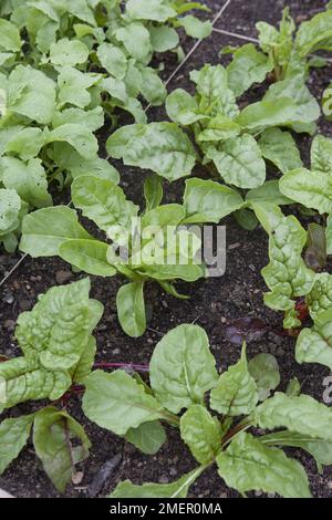 Swiss chard, Bright Lights, leaf crop, growing in a vegetable bed Stock ...