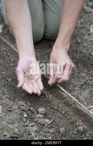 Hand holding fennel seeds for planting in garden. Close up. Pile of ...