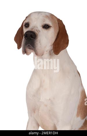 Orange and White English Pointer dog, 5-year-old male Stock Photo - Alamy