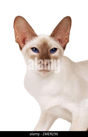 Female Cinnamon Point Siamese cat with blue eyes, standing, looking at ...