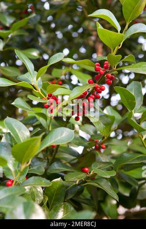 Ilex x altaclerensis 'Wilsonii' (Holly Stock Photo - Alamy
