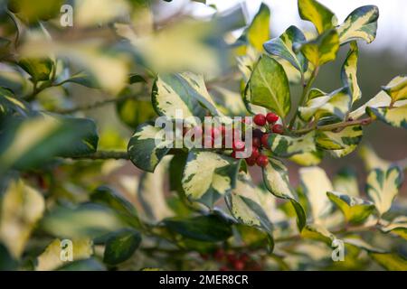 Ilex x altaclerensis 'Wilsonii' (Holly Stock Photo - Alamy