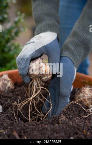 Planting lily bulbs in containers Stock Photo - Alamy