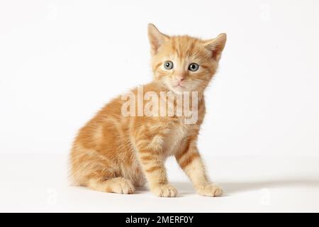 British Shorthaired Cross Kitten, ginger Stock Photo - Alamy