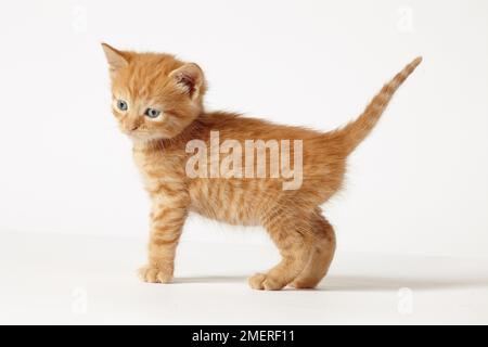 British Shorthaired Cross Kitten, ginger Stock Photo - Alamy
