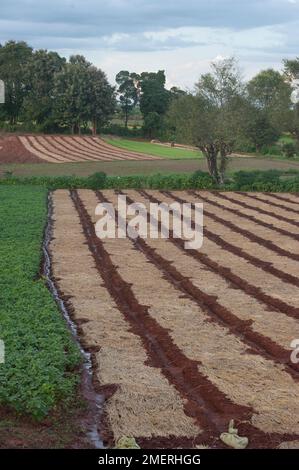 Myanmar, Eastern Burma, farms around Taunggyi Stock Photo - Alamy