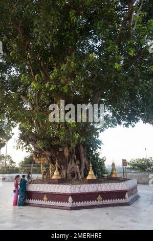 Myanmar, Yangon, Shwedagon Paya, Bodhi tree with worshipper Stock Photo ...
