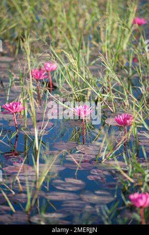Myanmar, Eastern Myanmar, Inle Lake, lotus flower seller Stock Photo ...