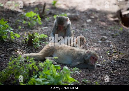 Myanmar, around Mandalay, Monywa, Pho Win Taung, monkeys grooming Stock ...