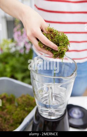 Adding moss to blender, to make paint mixture for mural Stock Photo - Alamy